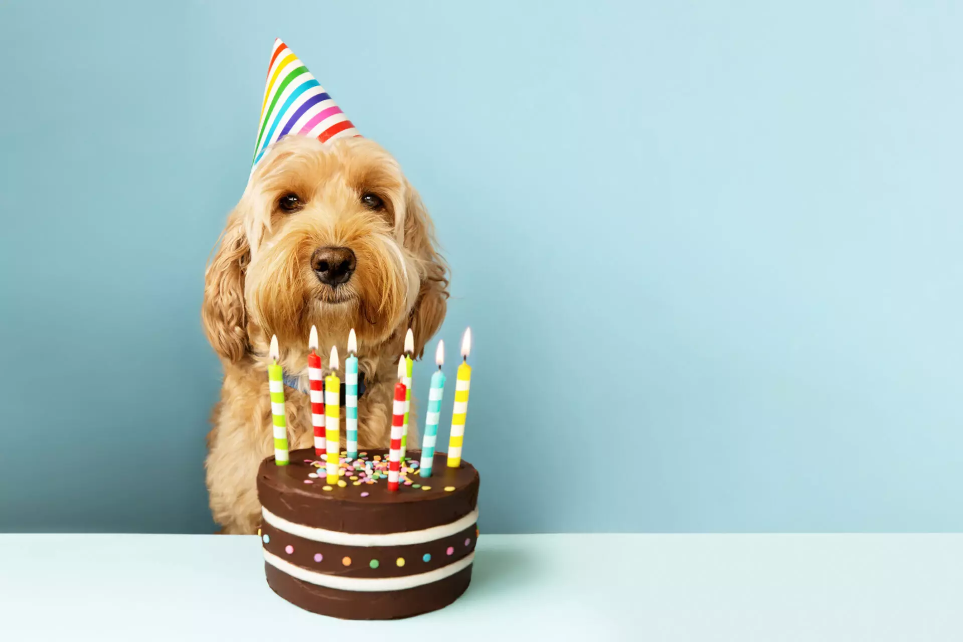 მხიარული ძაღლი დაბადების დღის ტორტით და ქუდით