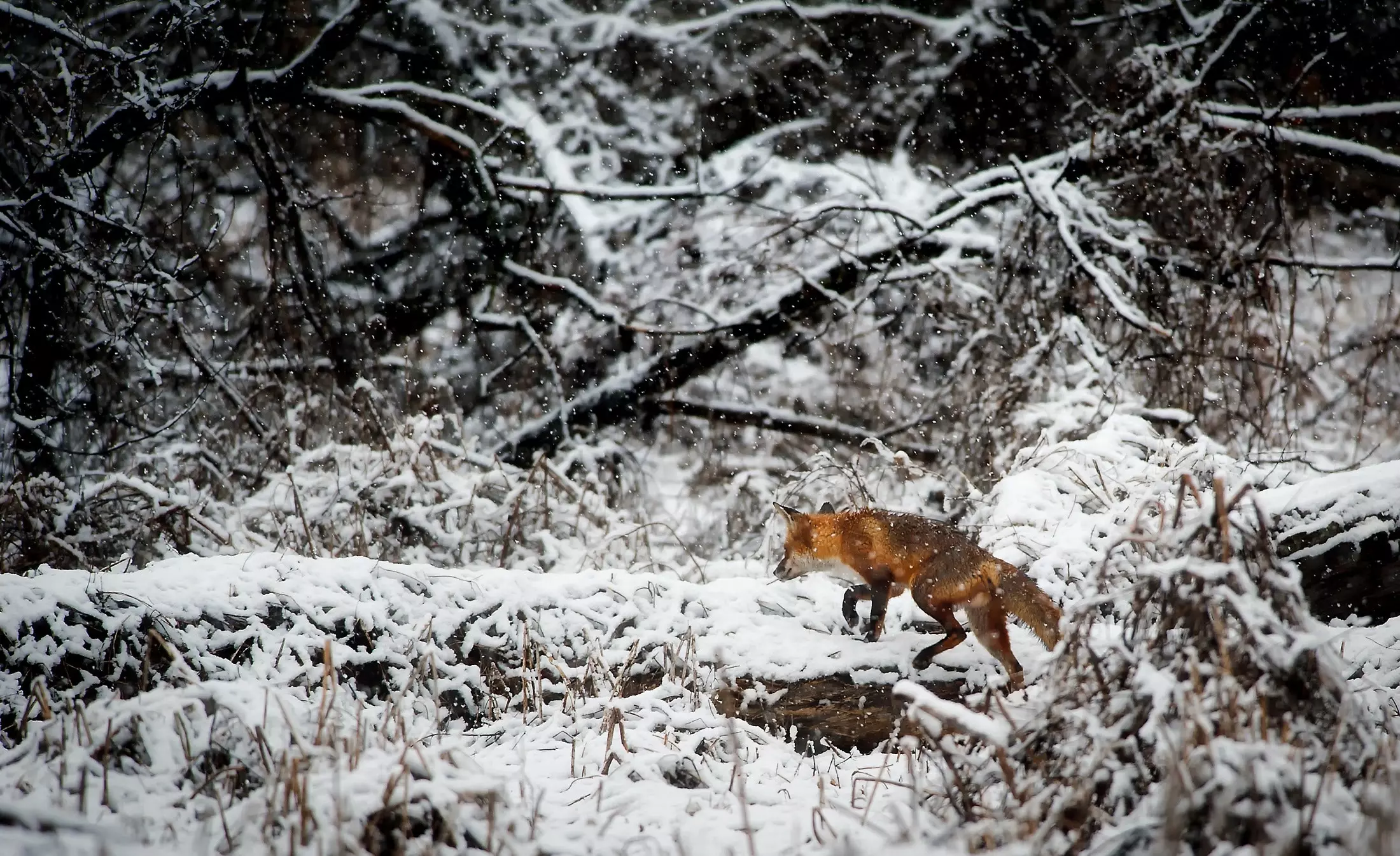 Un raposo cazando nun campo nevado