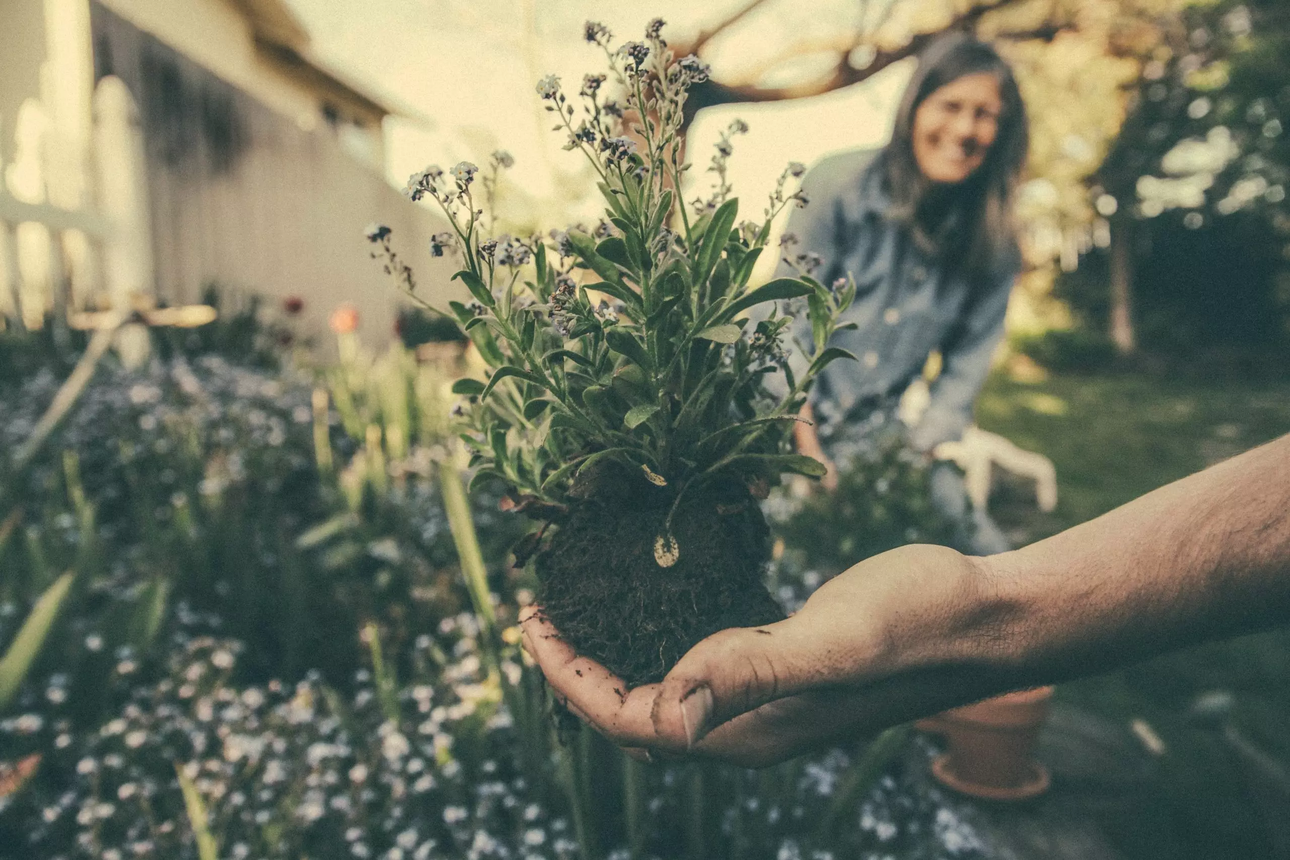 मुस्कुराते हुए महिला के साथ बागवानी करते हुए एडीएचडी वाला आदमी पौधे को पकड़े हुए है