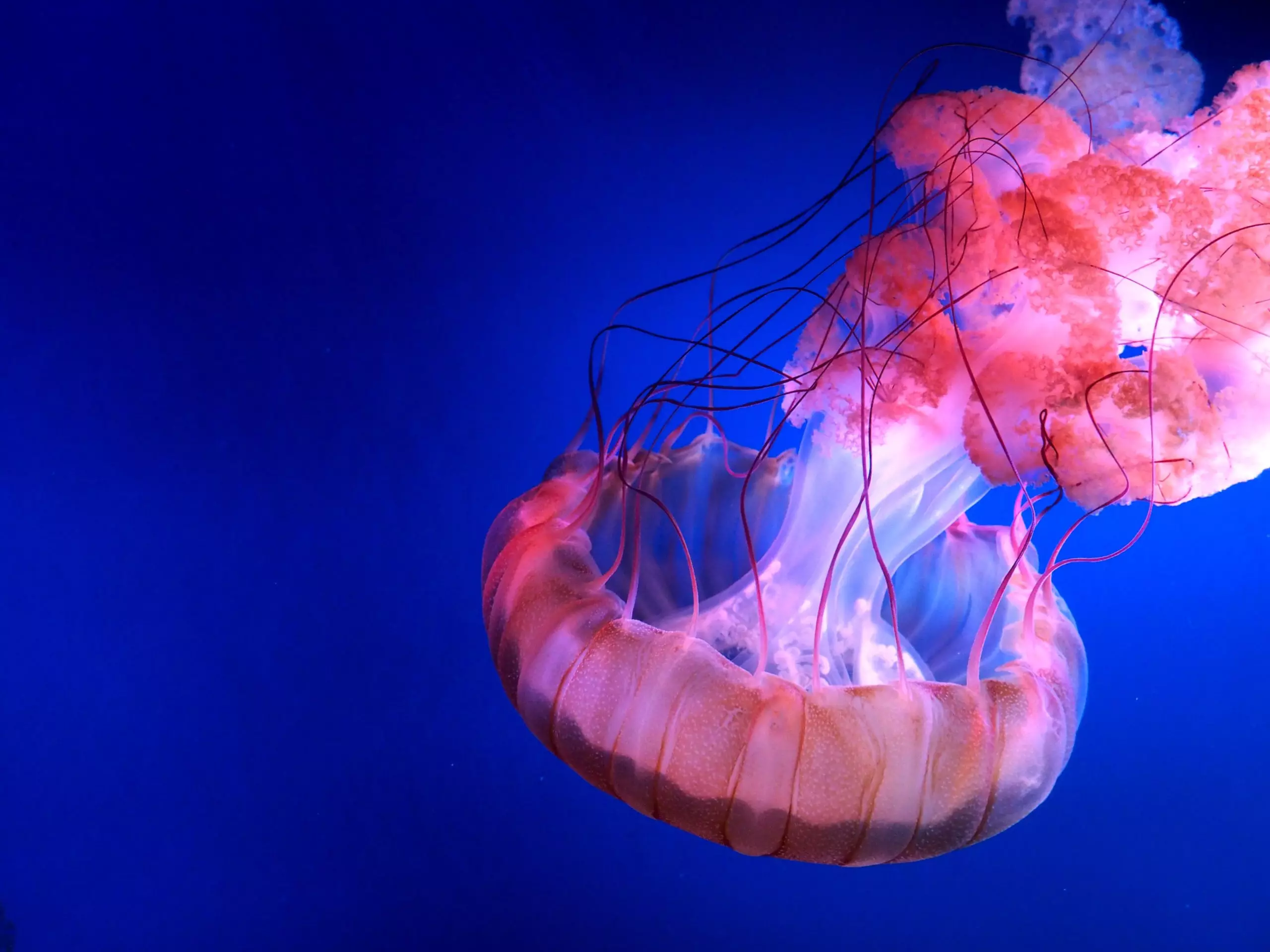 Jellyfish والدين جي طرز ADHD سان ٻارن لاء ڪم نه ڪندا آھن