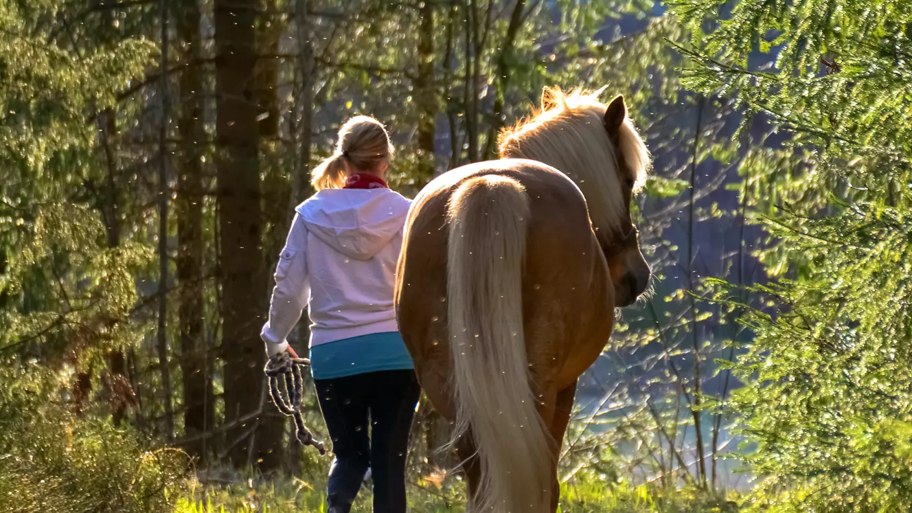 ცხენის დახმარებით თერაპია ADHD-ის მქონე მოზრდილებისთვის