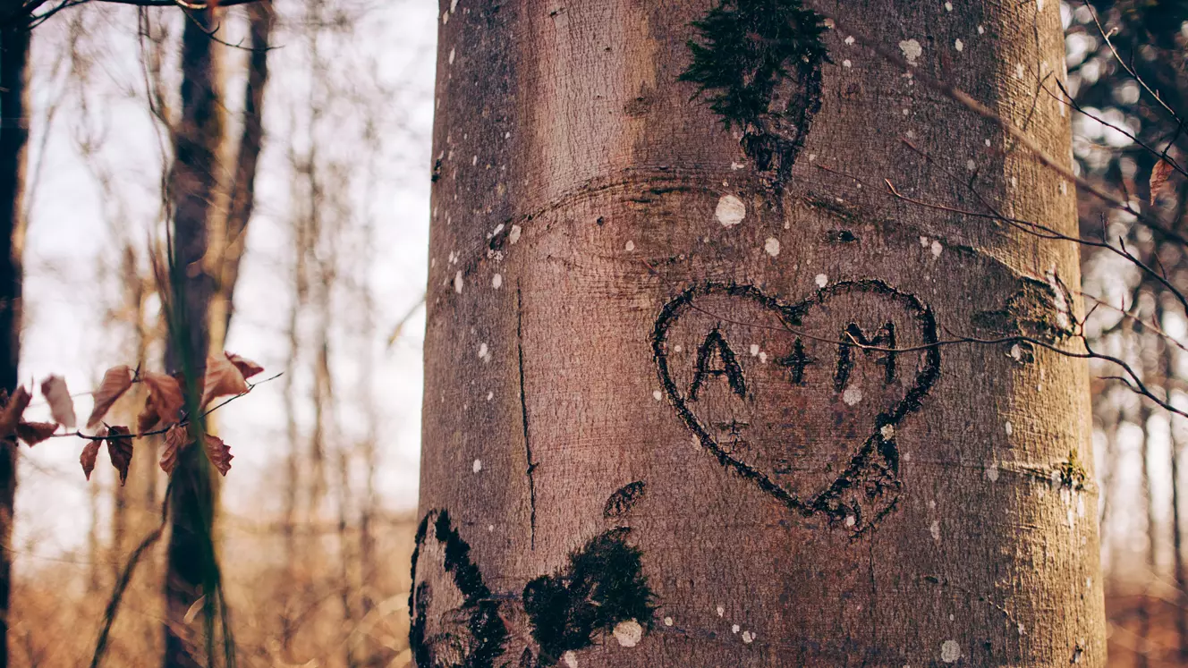 Nomes de casal esculpidos em uma árvore