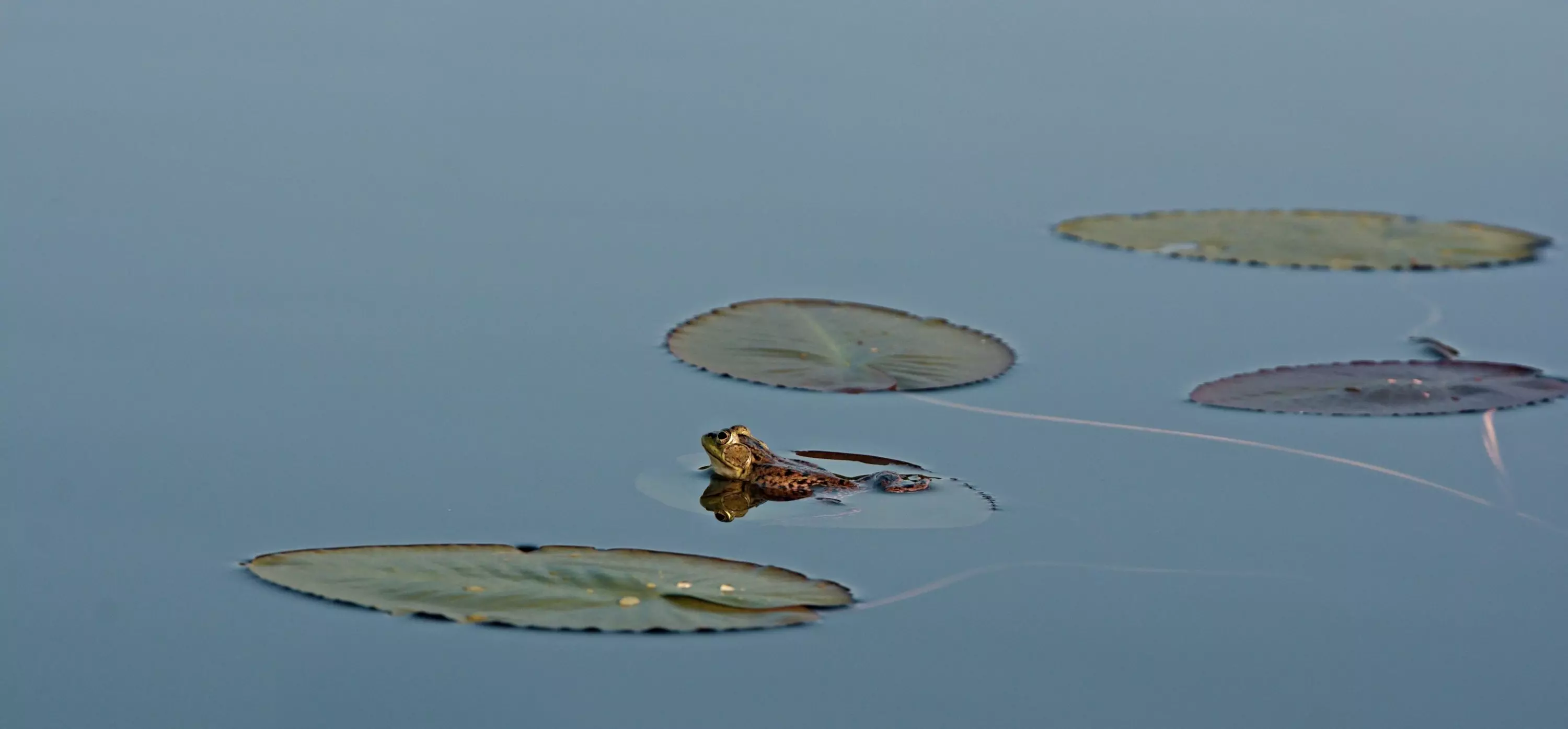 Objevování přírody, jako je tato žába na lillypad, nabízí zábavné vzdělávací letní alternativy