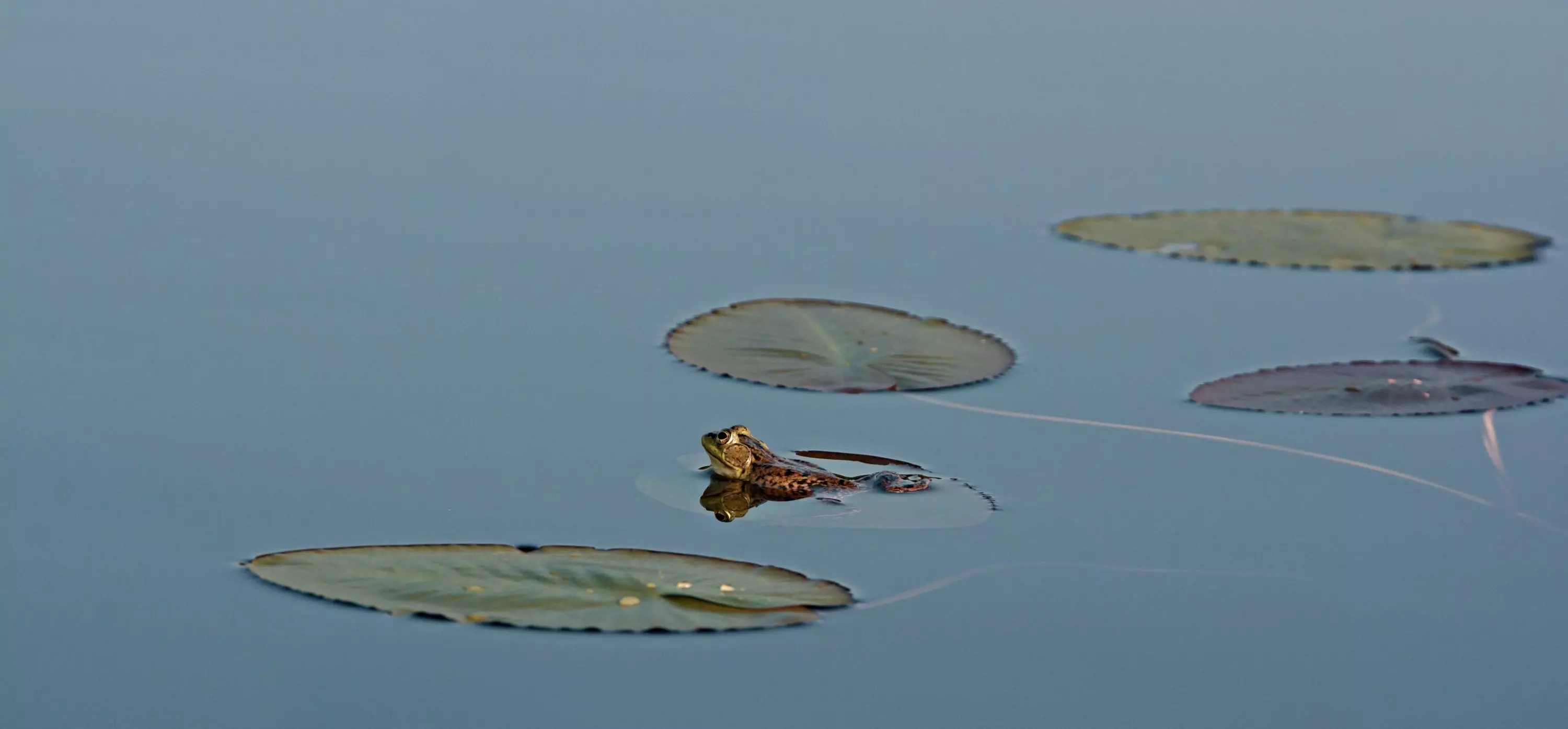 Natuer ûntdekke, lykas dizze kikkert op in lillypad, biede leuke edukative simmeralternativen