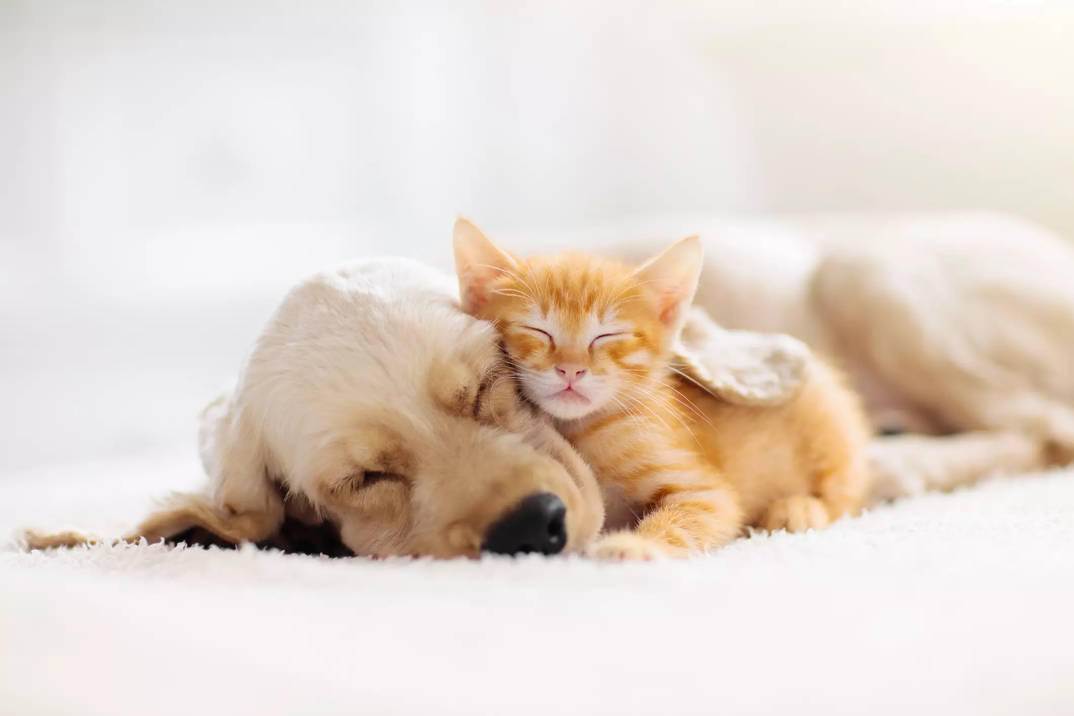 слатко куче и мачка спијат
