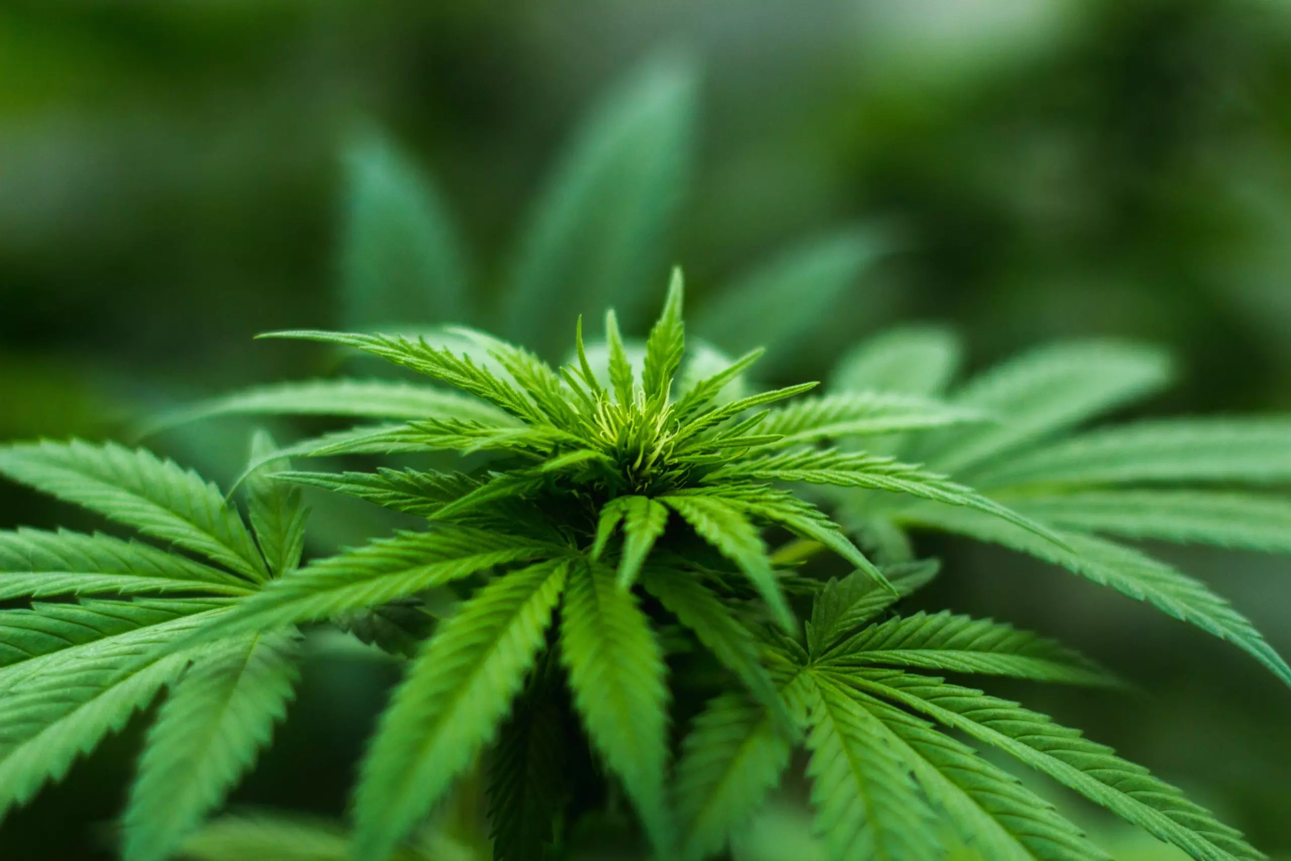 Cannabis plante. CBD til behandling af ADHD?