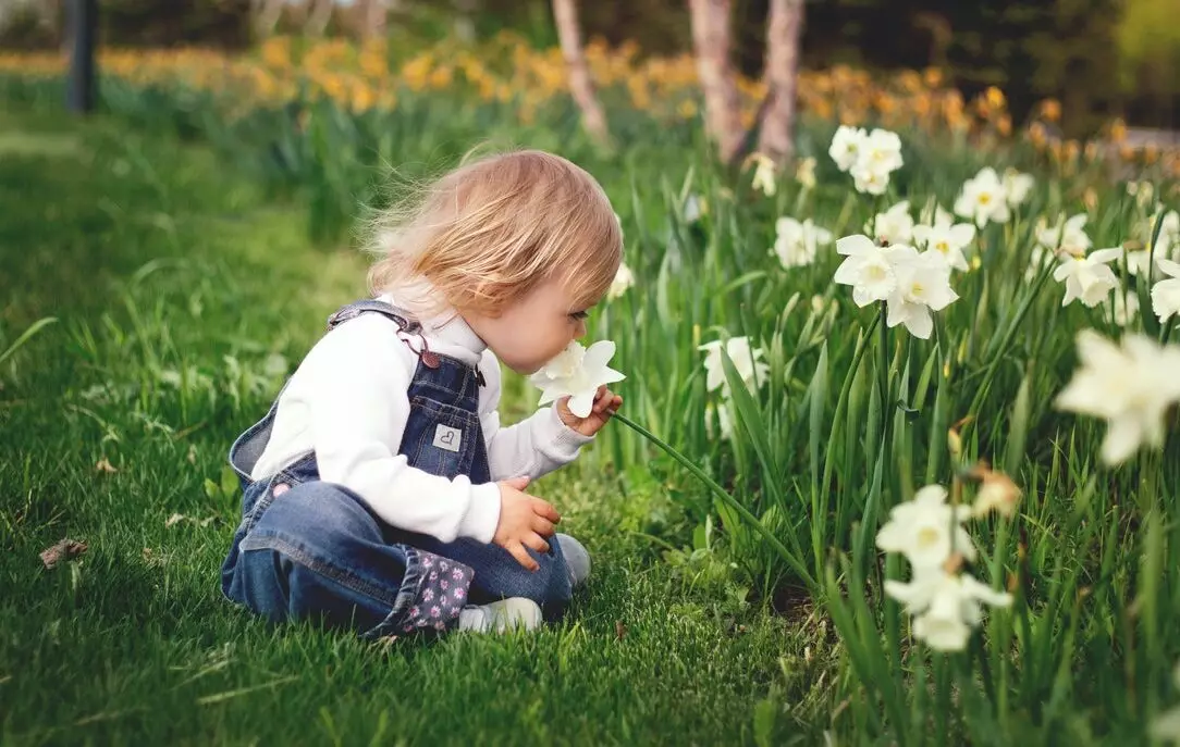 A gyerek tavaszi nárcisz virág illatát érez